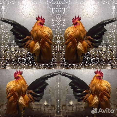 Малазийская Серама из Бангкока. Привезена яйцом