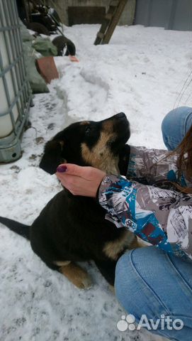 Щенки метисы восточно-европейской овчарки