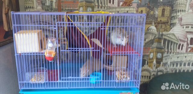 Крысы Чип и Дейл