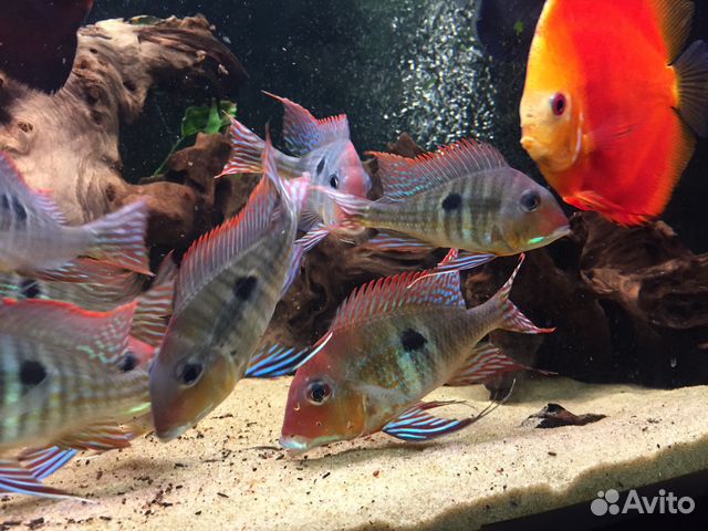 Геофагус красноголовый