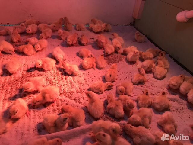 Цыплята перепелята