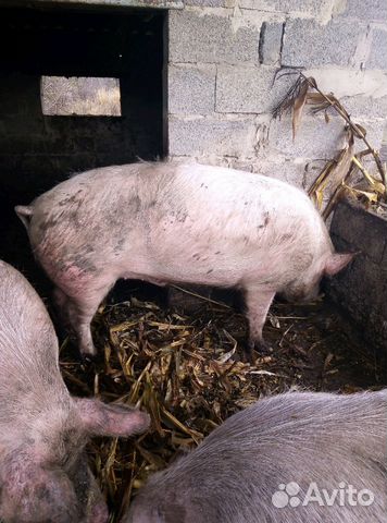 Хряк на племя