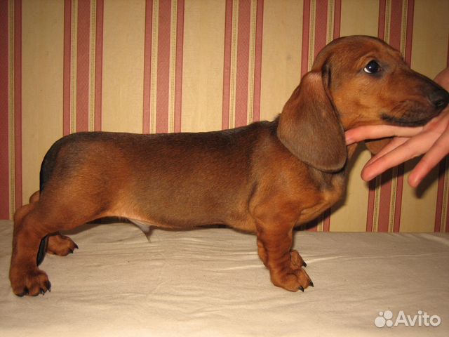 Таксята стандартные