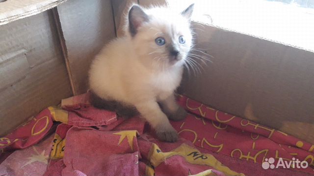 Сладкие мусики-пусики