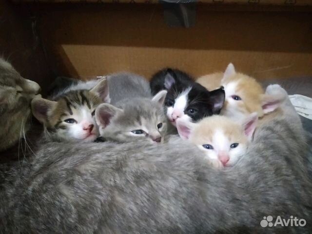Котят разных цветов отдаем с доставкой