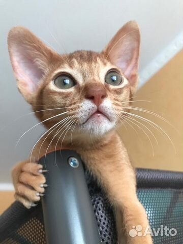Абиссинский котёнок. Солнечный лучик)