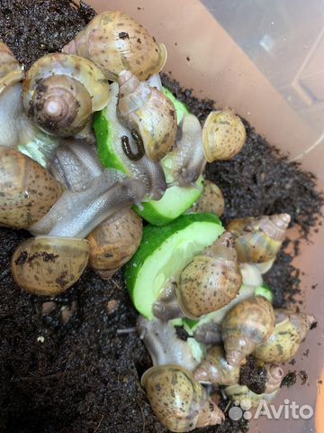 Улитки ахатины