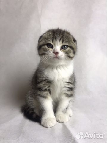 Шотландские котята
