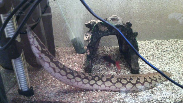 Мастацембел Арматус 20см