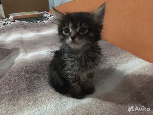 Бездомный котик