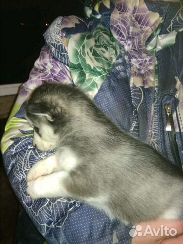 Сибирский хаски