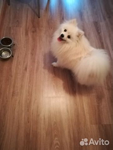 Немецкий шпиц. Вязка бесплатно