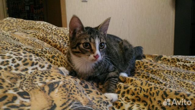 Котёнок девочка