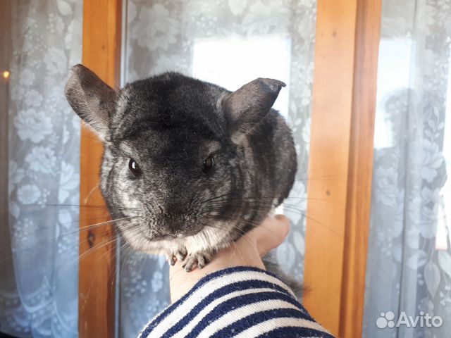 Семейная пара шиншилл с приданным ищет дом