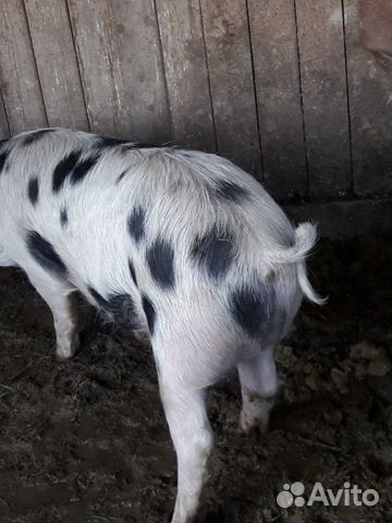 Хряк на племя