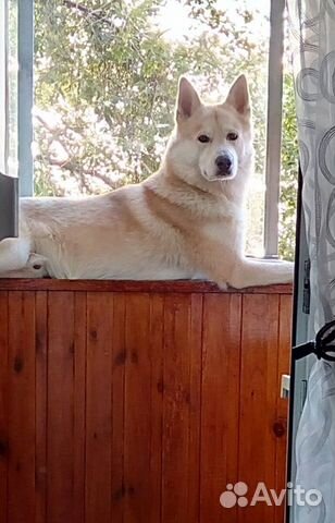 Собака для связки