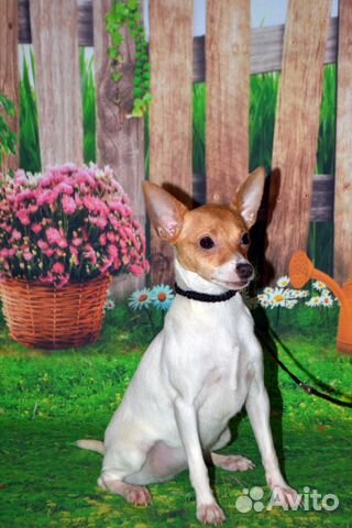 Бело-рыжий подросток той-фокстерьера девочка