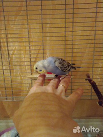 Птенец волнистика