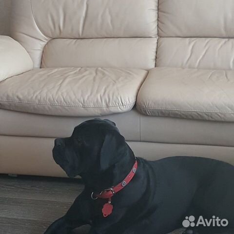 Кане корсо кабель вязка