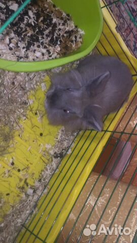 Кролик декоративный