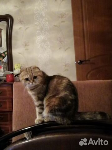Ищем шотландского котика для вязки