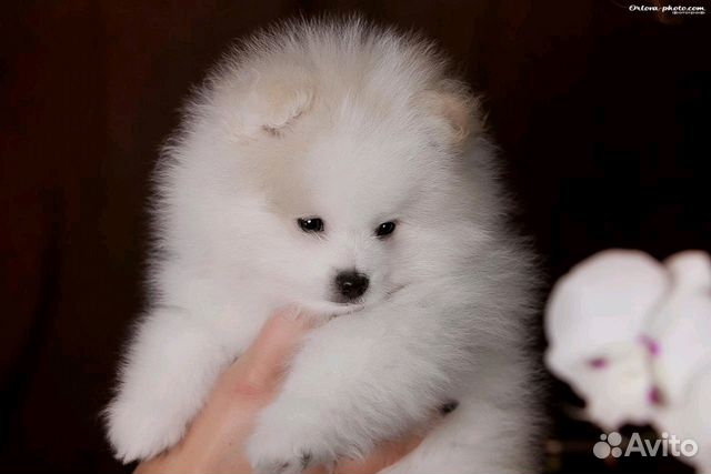 Шпиц немецкий