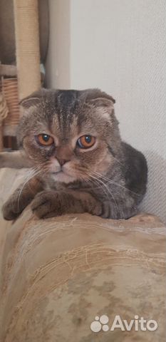 Шотландский вислоухий мальчик