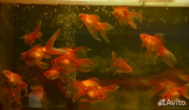 Золотая рыбка (домашнее разведение)