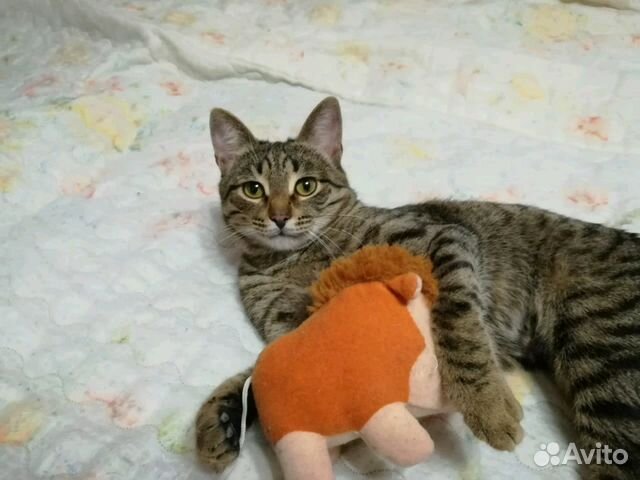 Котик ищет дом