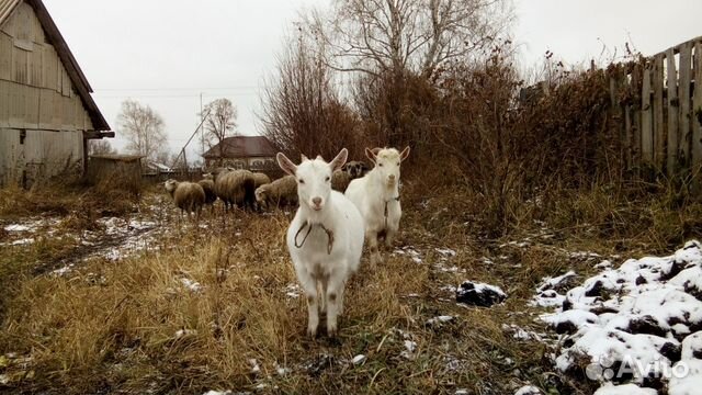 Козы и Овцы