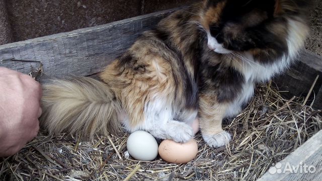 Инкубационное яйцо кур