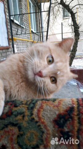 Отдается замечательный котик