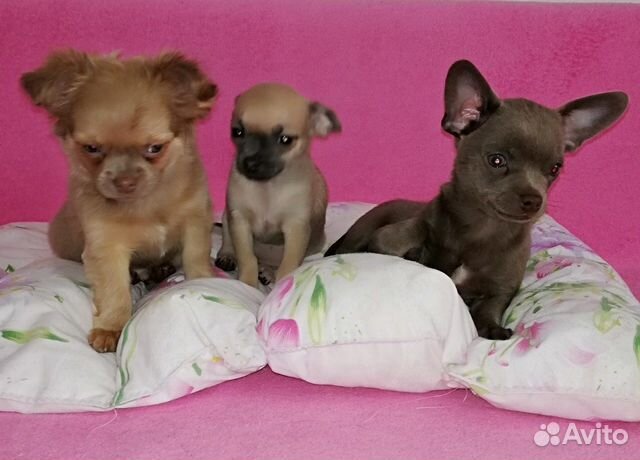 Щенки лиловый и шоколадный соболь