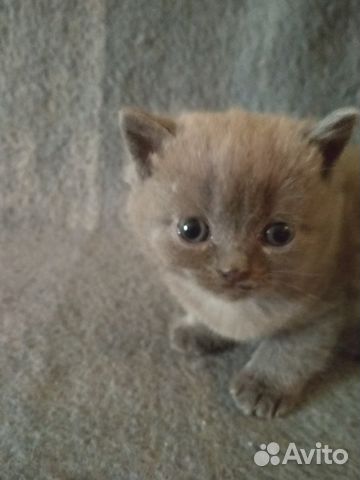 Ждем любимого хозяина