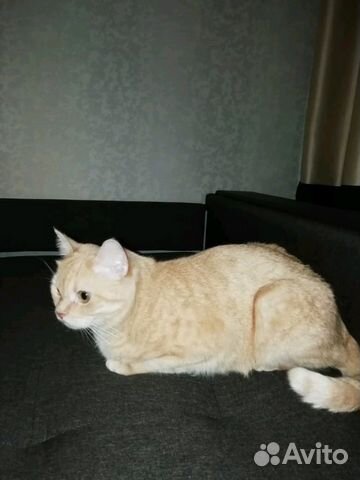Котик Саймон