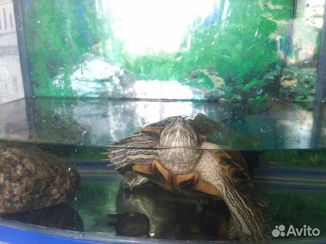 Отдам черепашку или продам с аквариумом
