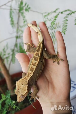 Реснитчатый бананоед