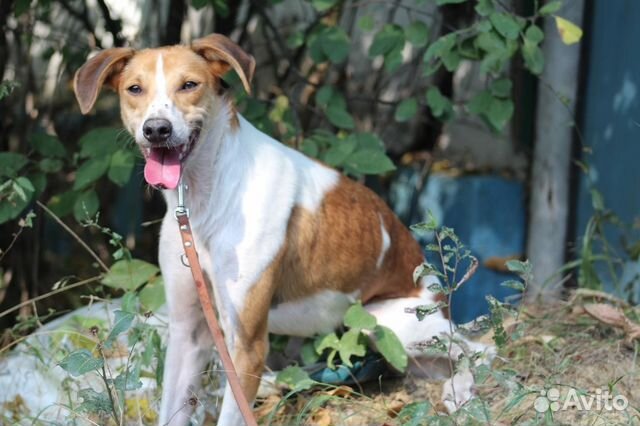 Ищет дом красавец Грей