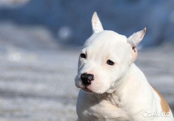 Девочка амстаффа тяжелого типа 2,5 мес