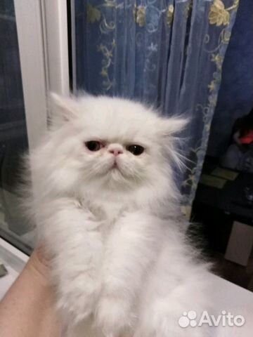 Персидперидские белоснеюки