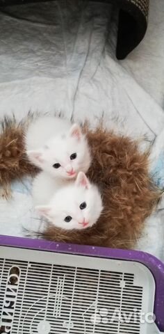 Белоснежные котятки)