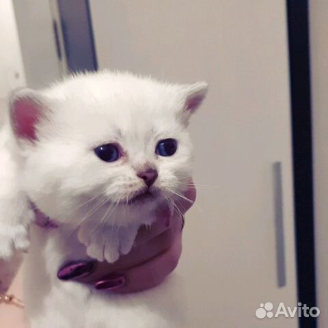 Сладкая мордашка