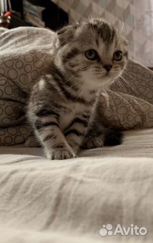 Шатладская игруля