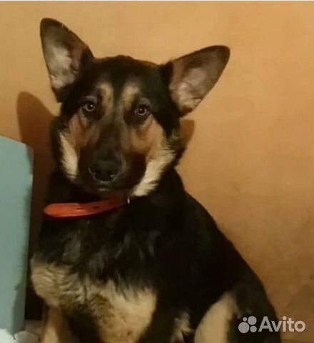 Грета, метис овчарки