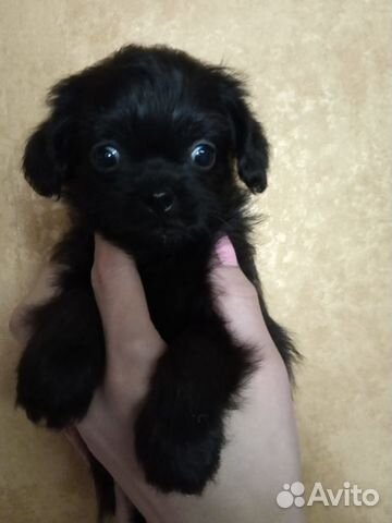 Метисы брабонсона и пуделя