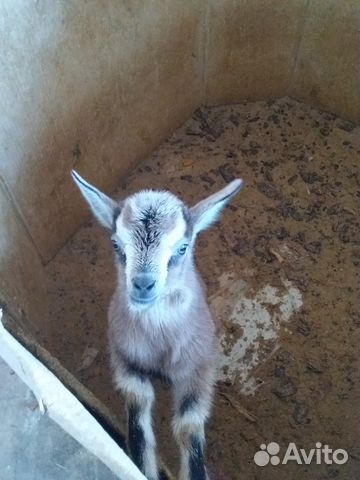 Продаю козлят