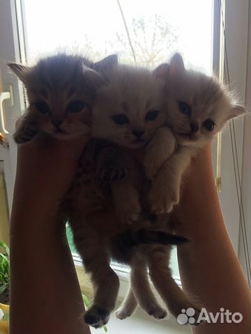 Шикарные британцы ищут добрых хозяев,окрас Вискас’