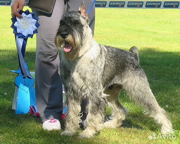 Щенки миттельшнауцера