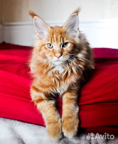 Рыжий мальчик мейн-кун Simba