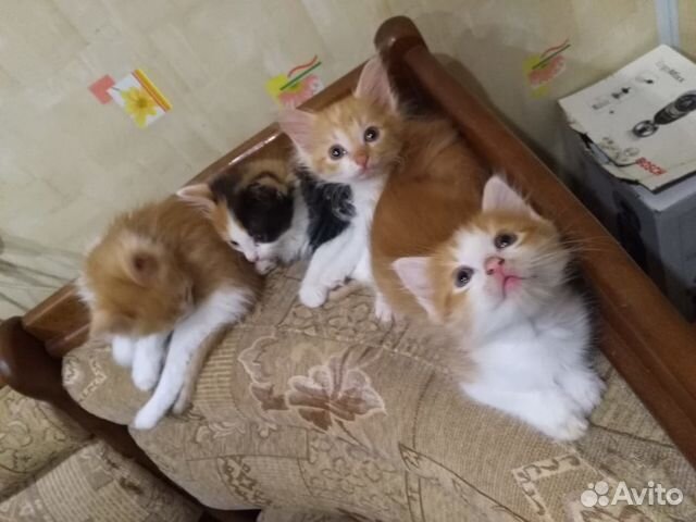 Отдам котят в добрые руки)